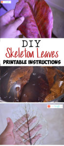 How To Make Skeleton Leaves (with Printable Instructions) - The ...